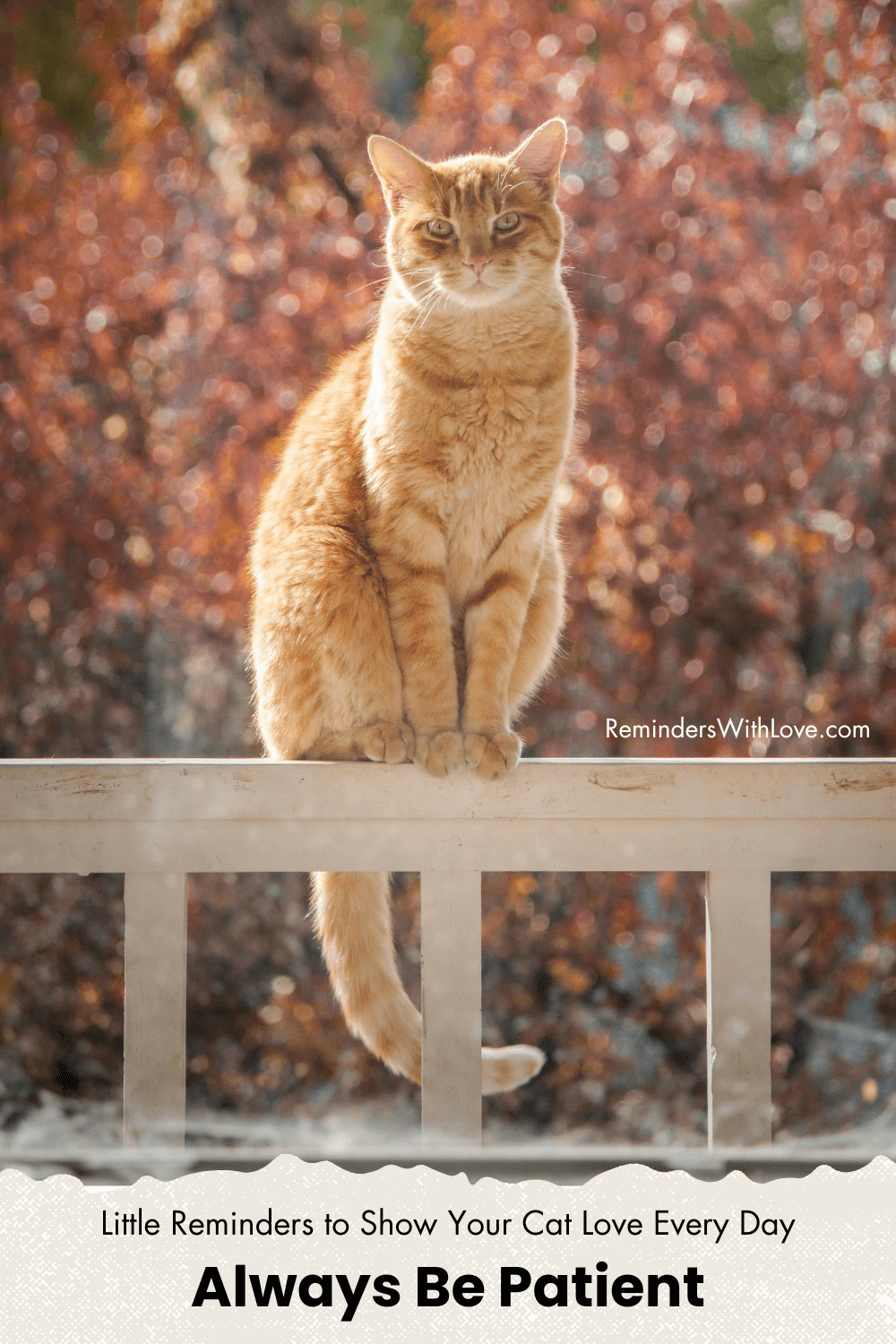 15 Little Reminders to Show Your Cat Love Every Day - Reminders With Love