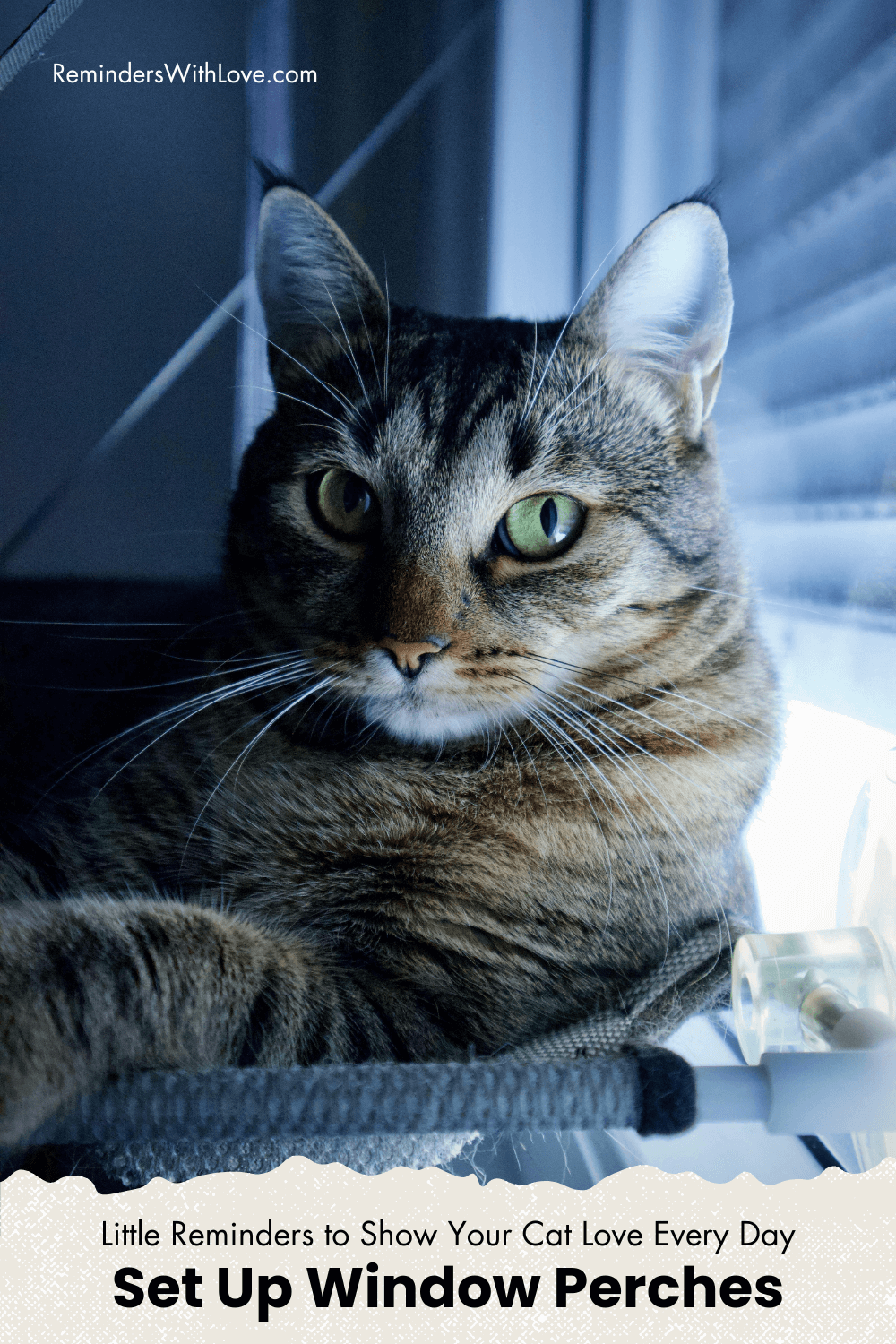 15 Little Reminders to Show Your Cat Love Every Day - Reminders With Love
