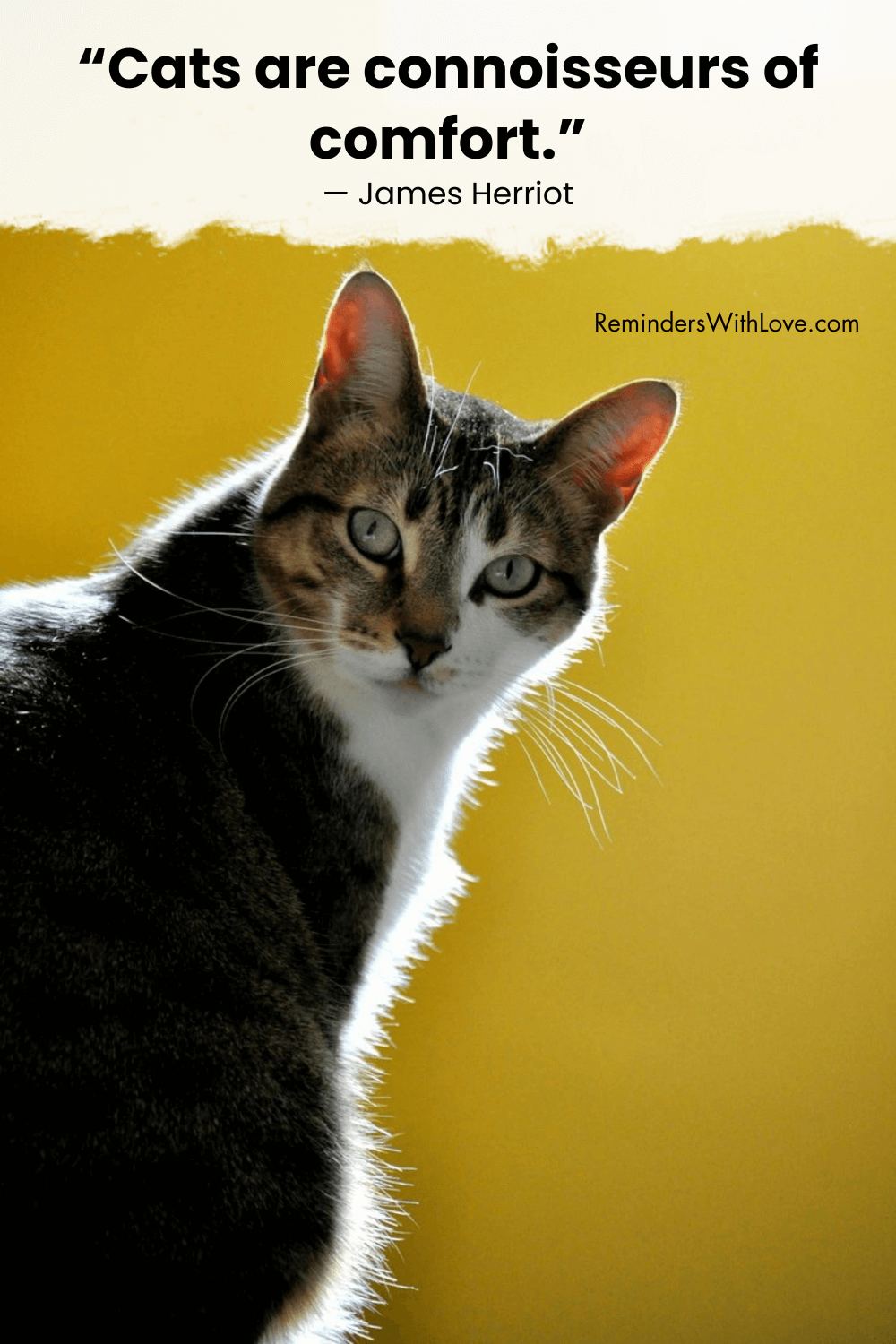 10 Heartwarming Cat Quotes for Daily Positivity - Reminders With Love