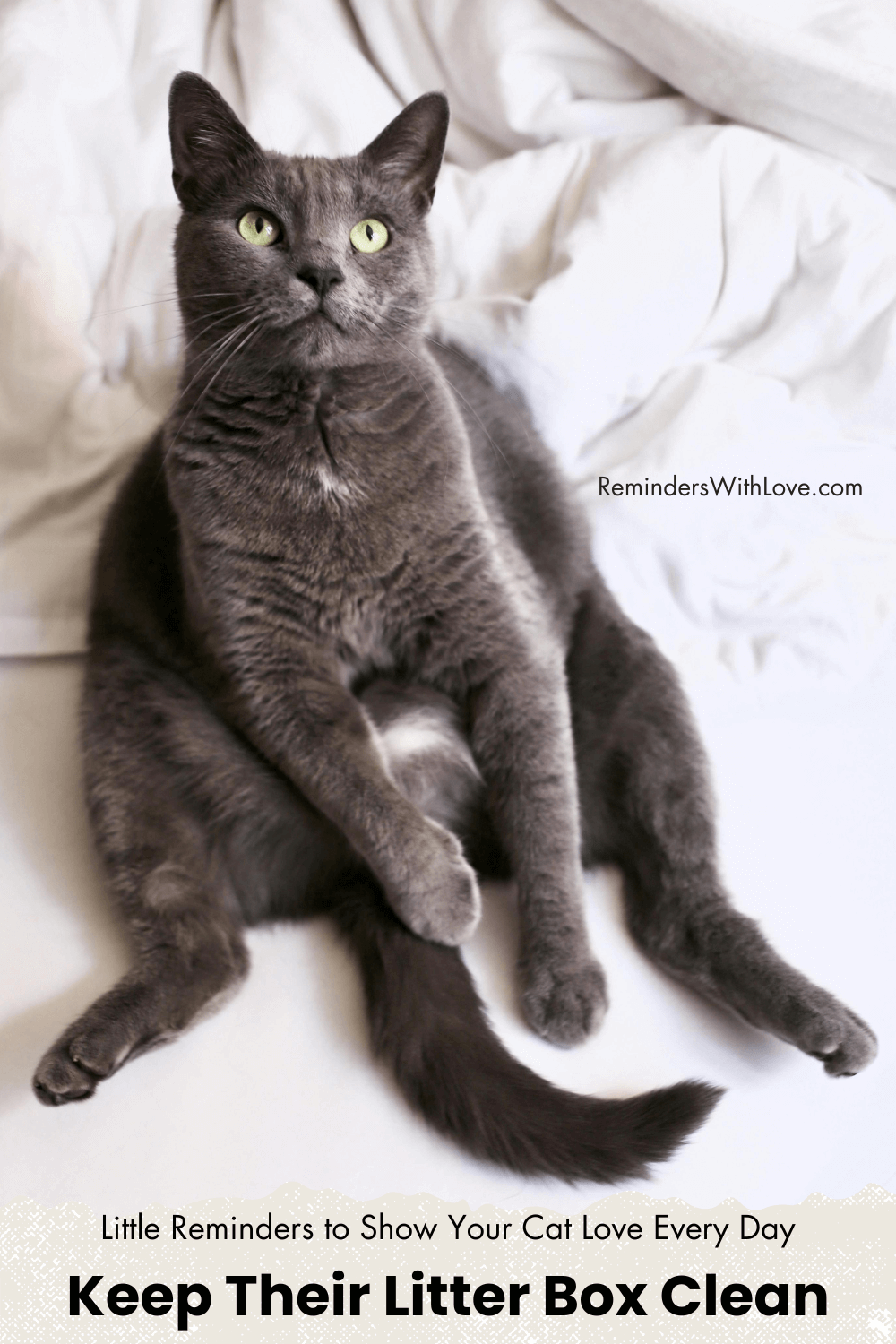 15 Little Reminders to Show Your Cat Love Every Day - Reminders With Love