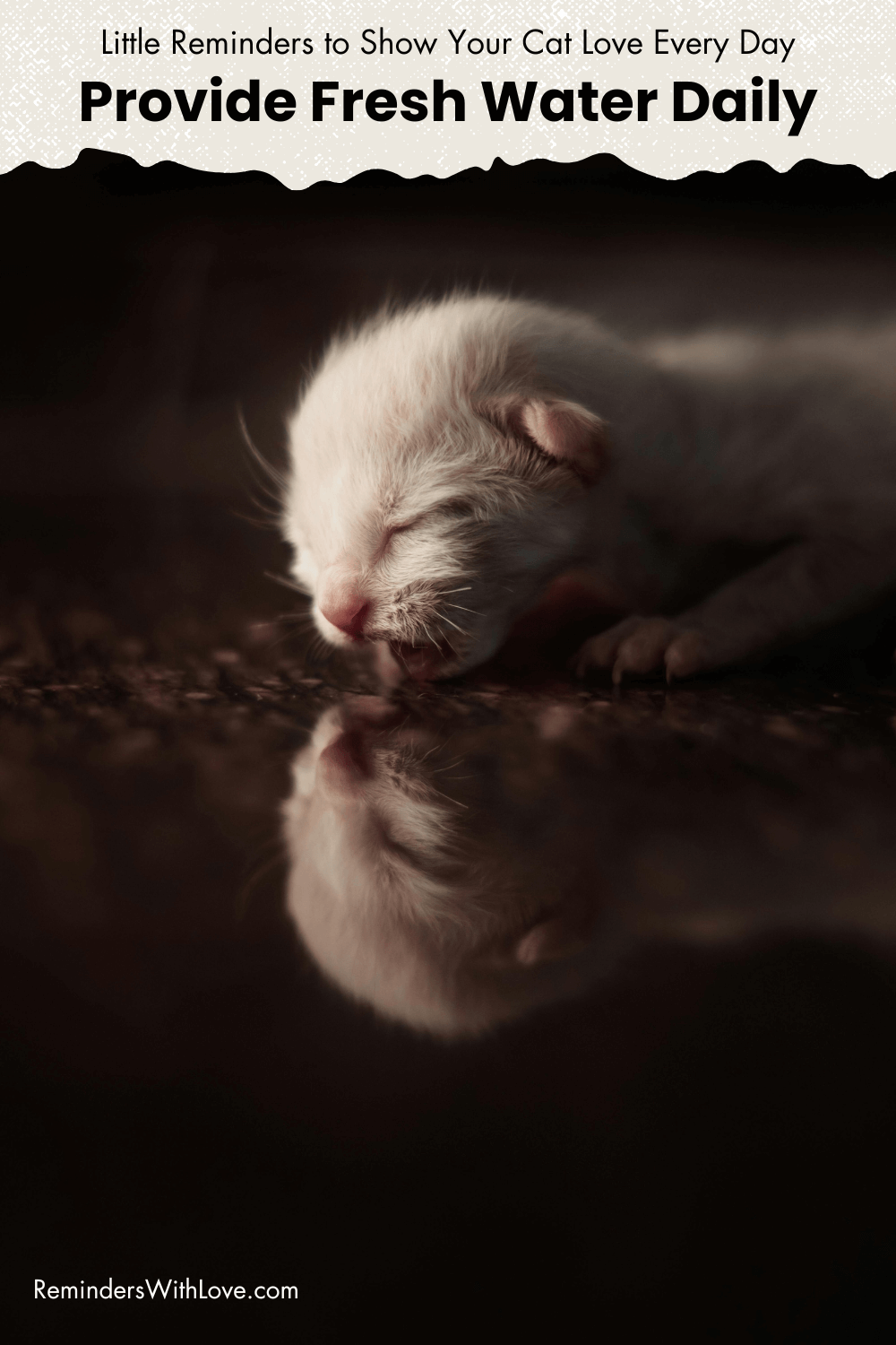 15 Little Reminders to Show Your Cat Love Every Day - Reminders With Love