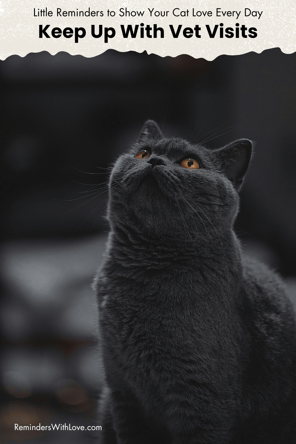 15 Little Reminders to Show Your Cat Love Every Day - Reminders With Love