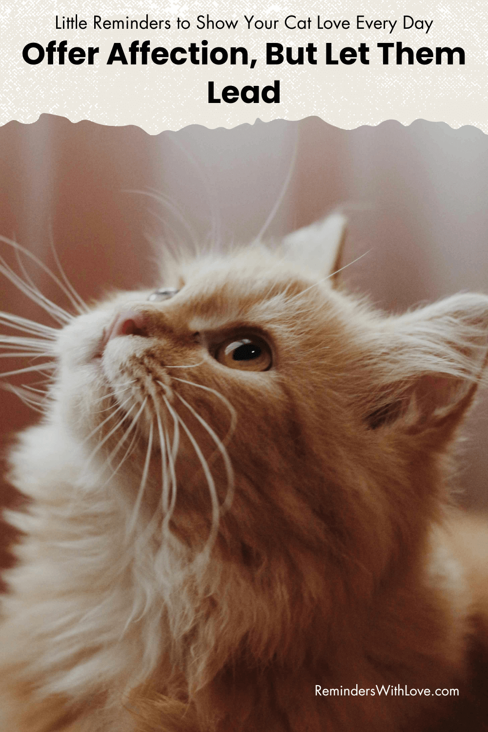 15 Little Reminders to Show Your Cat Love Every Day - Reminders With Love