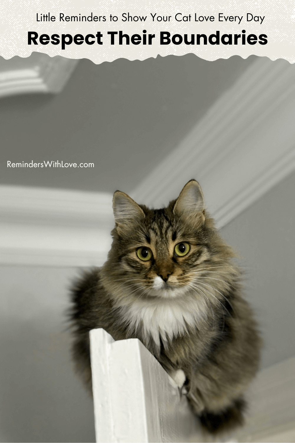 15 Little Reminders to Show Your Cat Love Every Day - Reminders With Love