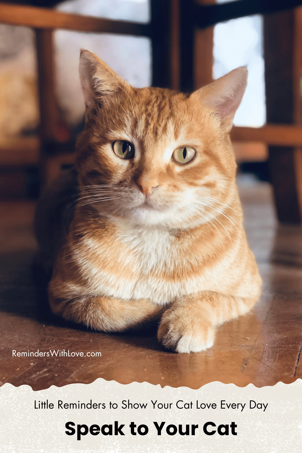 15 Little Reminders to Show Your Cat Love Every Day - Reminders With Love